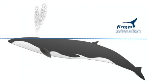 Finnwal - firmm EDUCATION