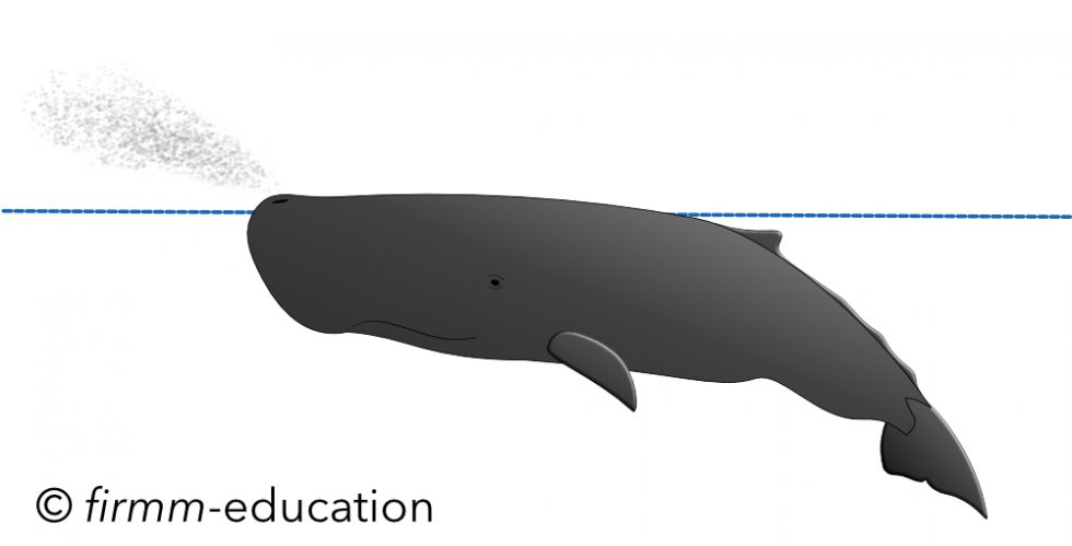 Pottwal - firmm EDUCATION