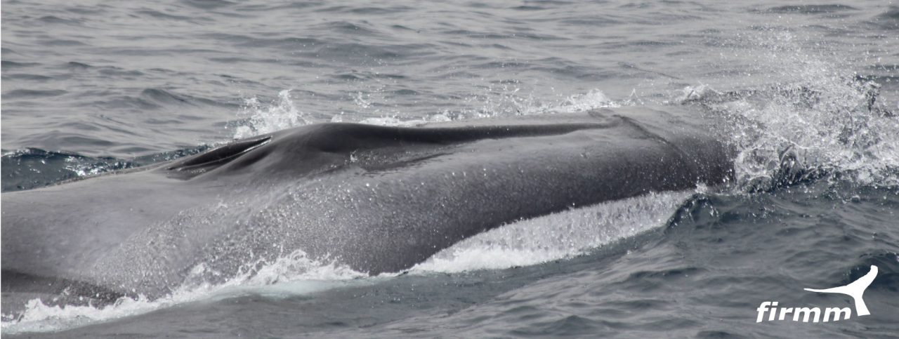 Bartenwale - Zahnwale - firmm EDUCATION