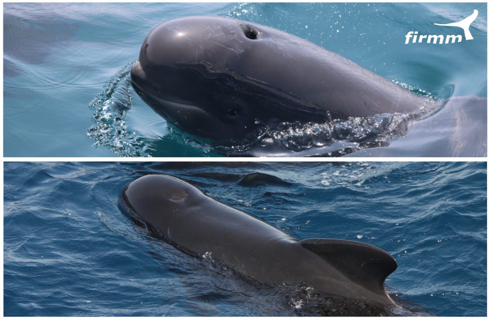 Bartenwale - Zahnwale - firmm EDUCATION