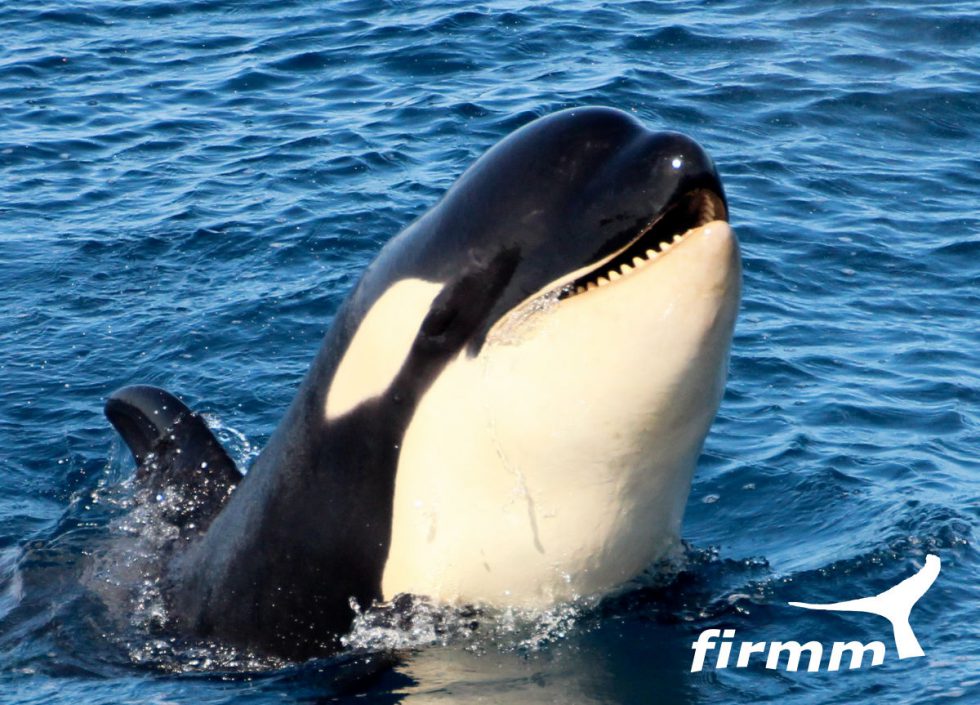 Bartenwale - Zahnwale - firmm EDUCATION