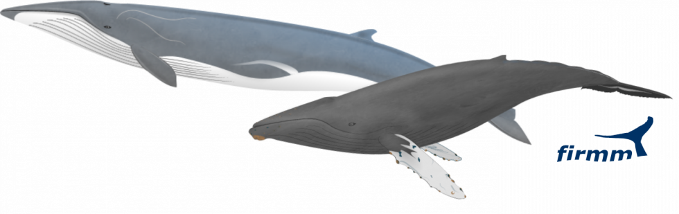 Bartenwale - Zahnwale - firmm EDUCATION