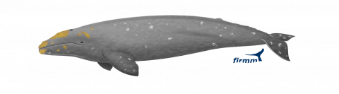 Bartenwale - Zahnwale - firmm EDUCATION