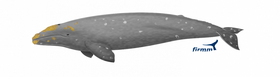 Bartenwale - Zahnwale - firmm EDUCATION