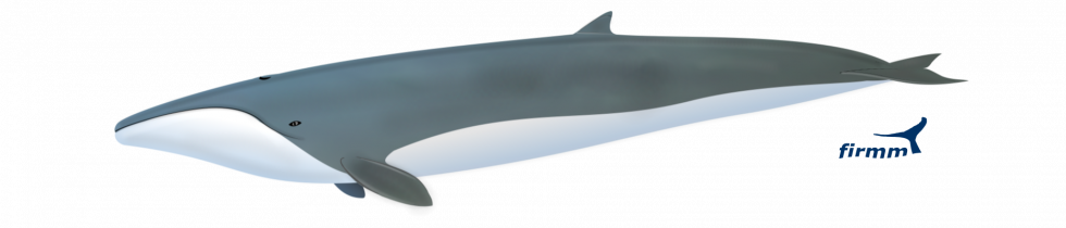 Bartenwale - Zahnwale - firmm EDUCATION